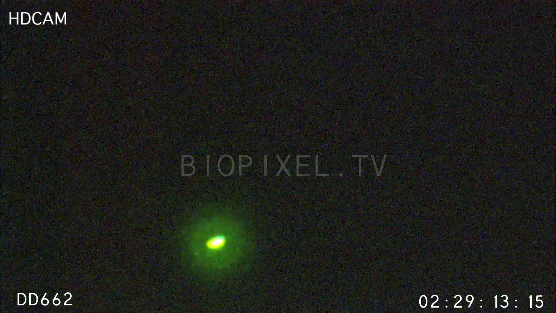 Symbiosis - Flashlight fish Photoblepharon palpebratum at night ...