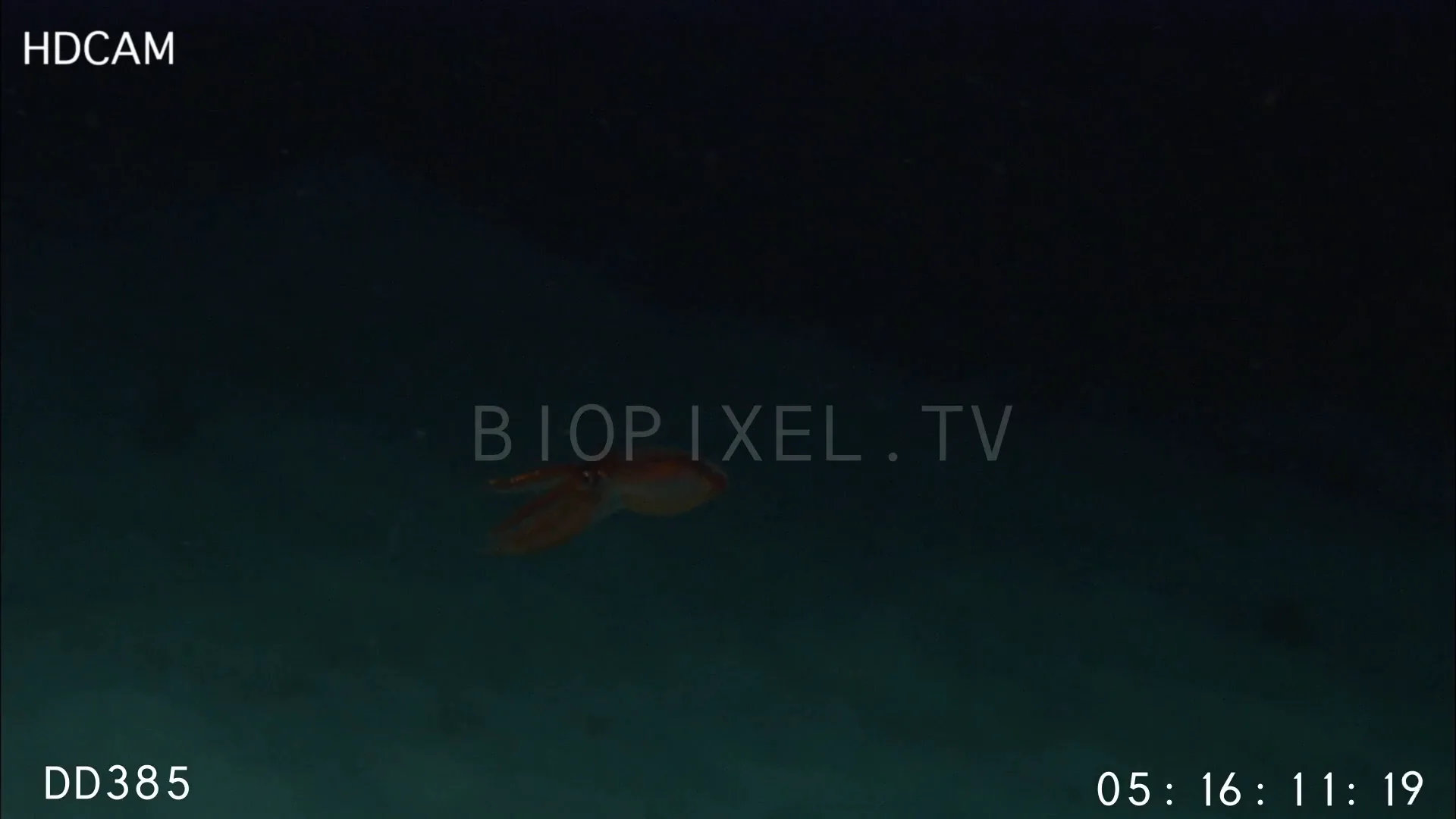 Plankton - Planktonic octopus on Vimeo