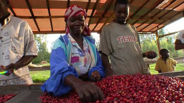 SPREAD Rwanda Specialty Coffee: Brewing Fresh Opportunity on Vimeo