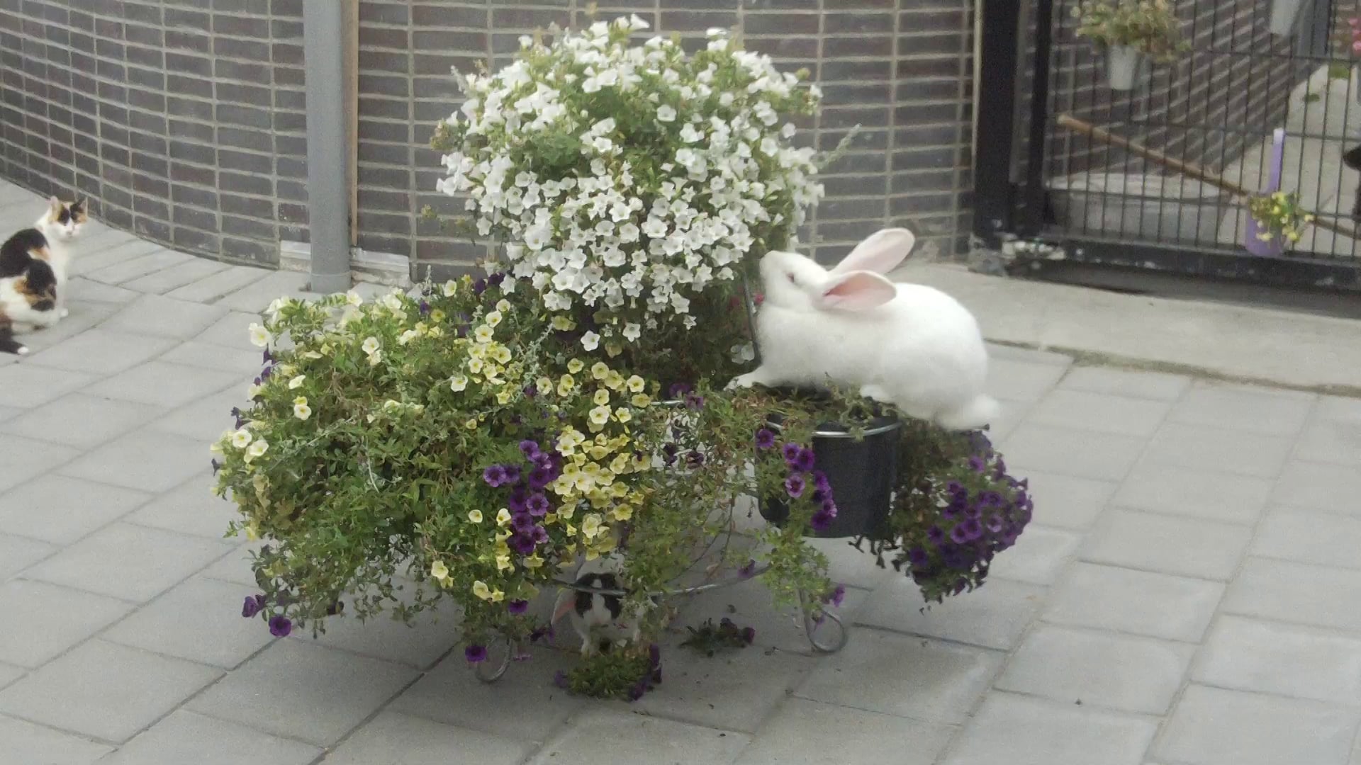 Billy en Betsy Turf on Vimeo