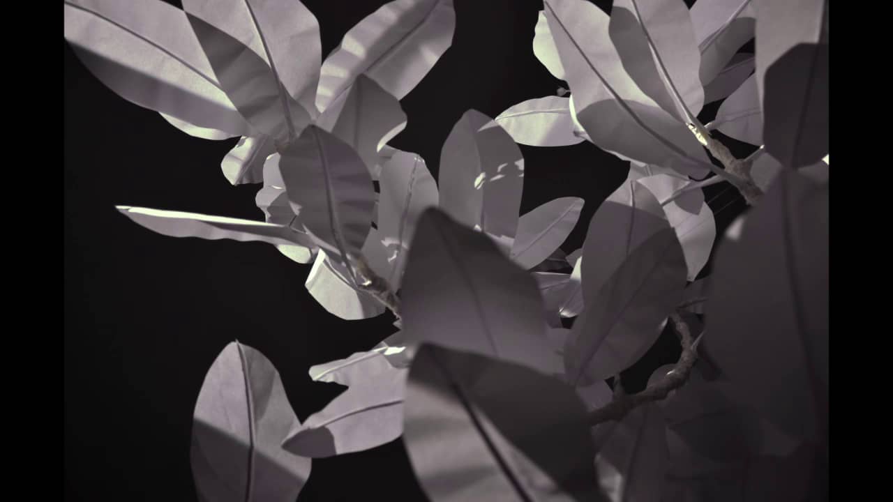 Soft Turns - St. Helena Olive Tree, Extinct 1884-1977, 2003- (2010 ...