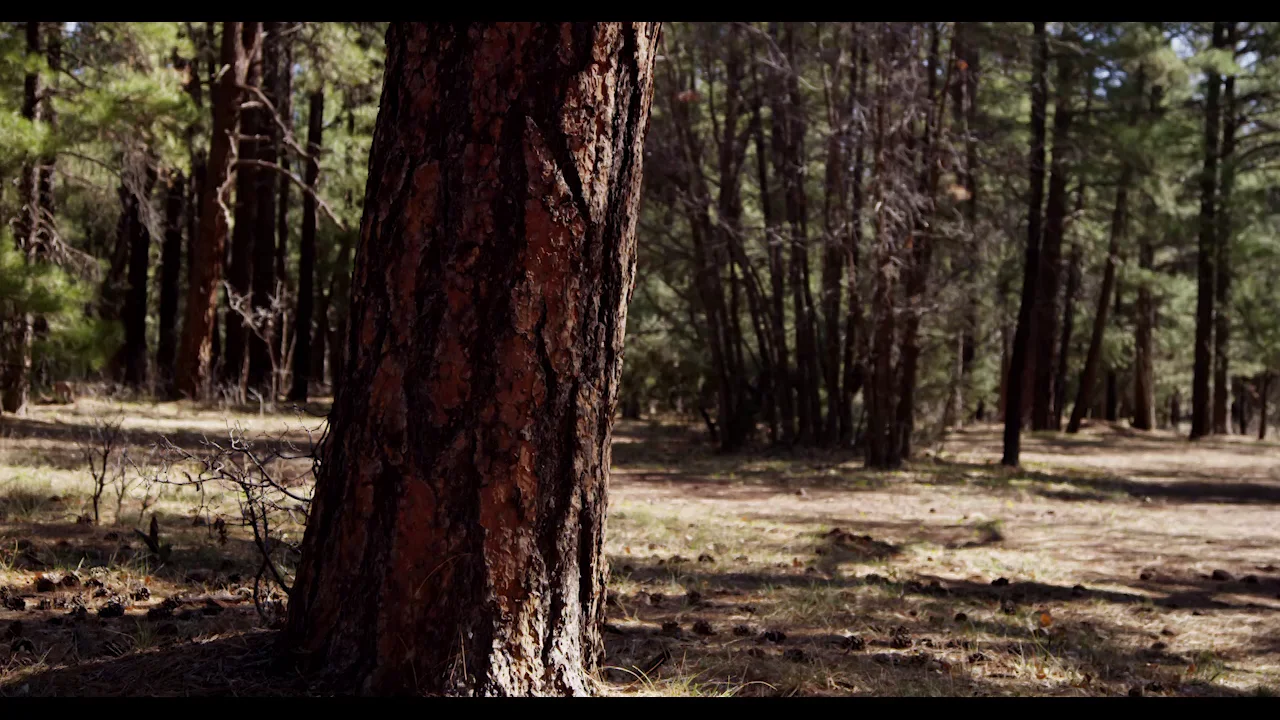 Forest 05 on Vimeo