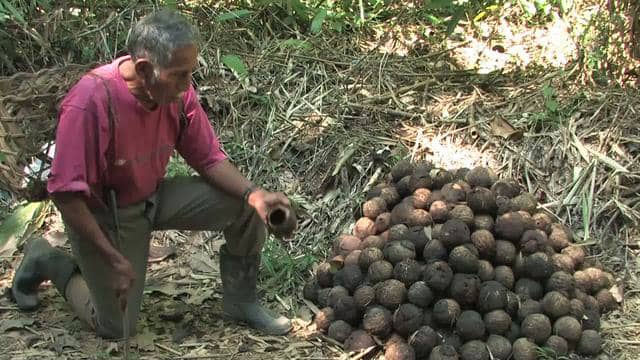 ACA Brazil Nuts (Peru): Supporting Nut Farmers and Protecting the ...