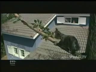 dodot Increibles on Vimeo