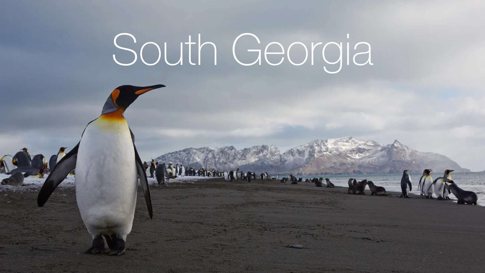 SOUTH GEORGIA on Vimeo
