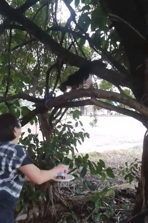 Annie Arbor in her tree on Vimeo