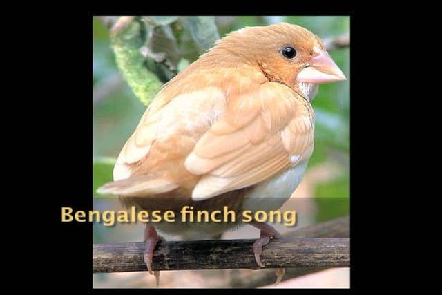 Bengalese finch song on Vimeo