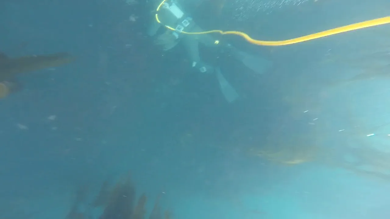 Buzos de Caleta Huiro on Vimeo