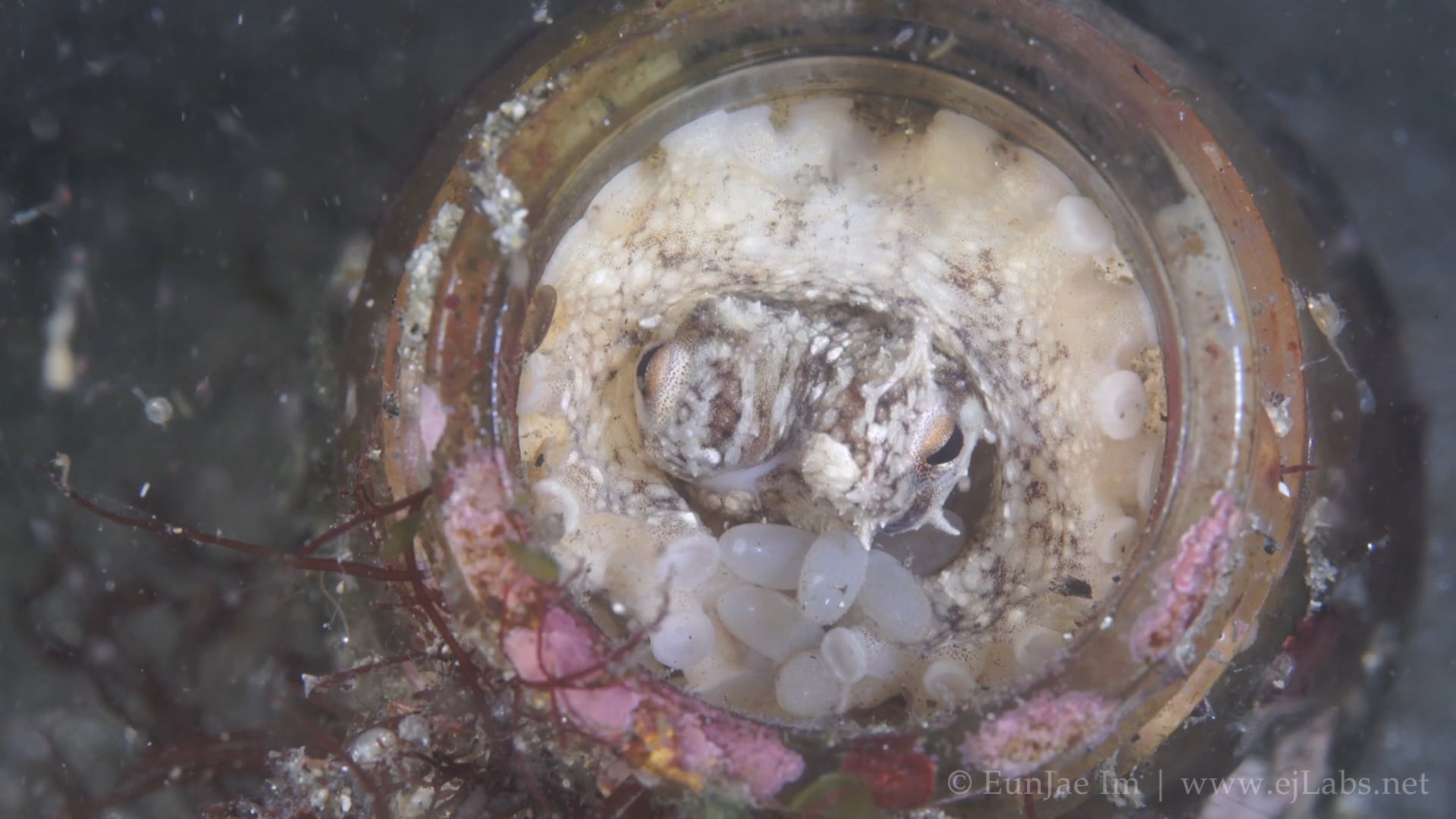 Octopus ocellatus tending her eggs on Vimeo