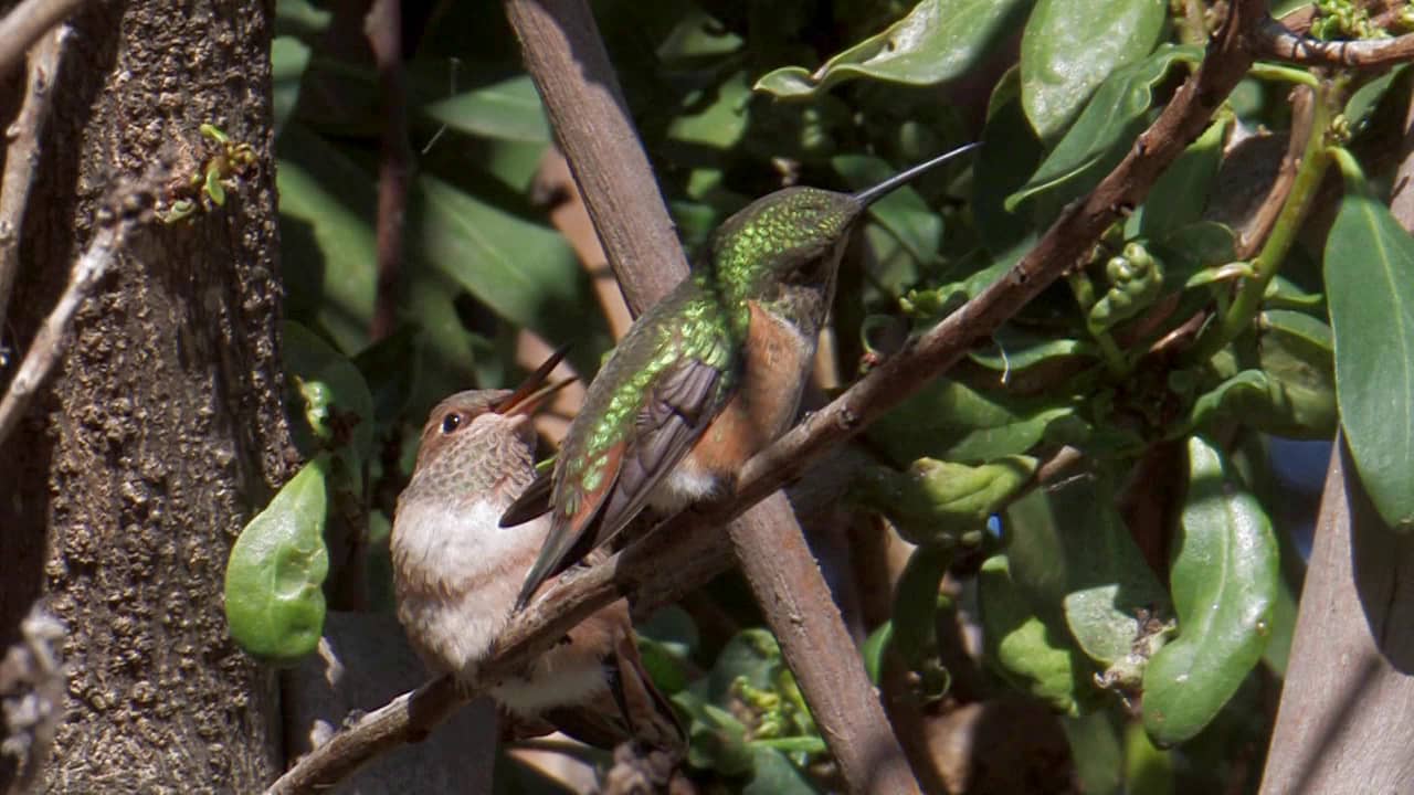 Allen's Hummingbird Feeding An Aggressive Fledged Youngster on Vimeo