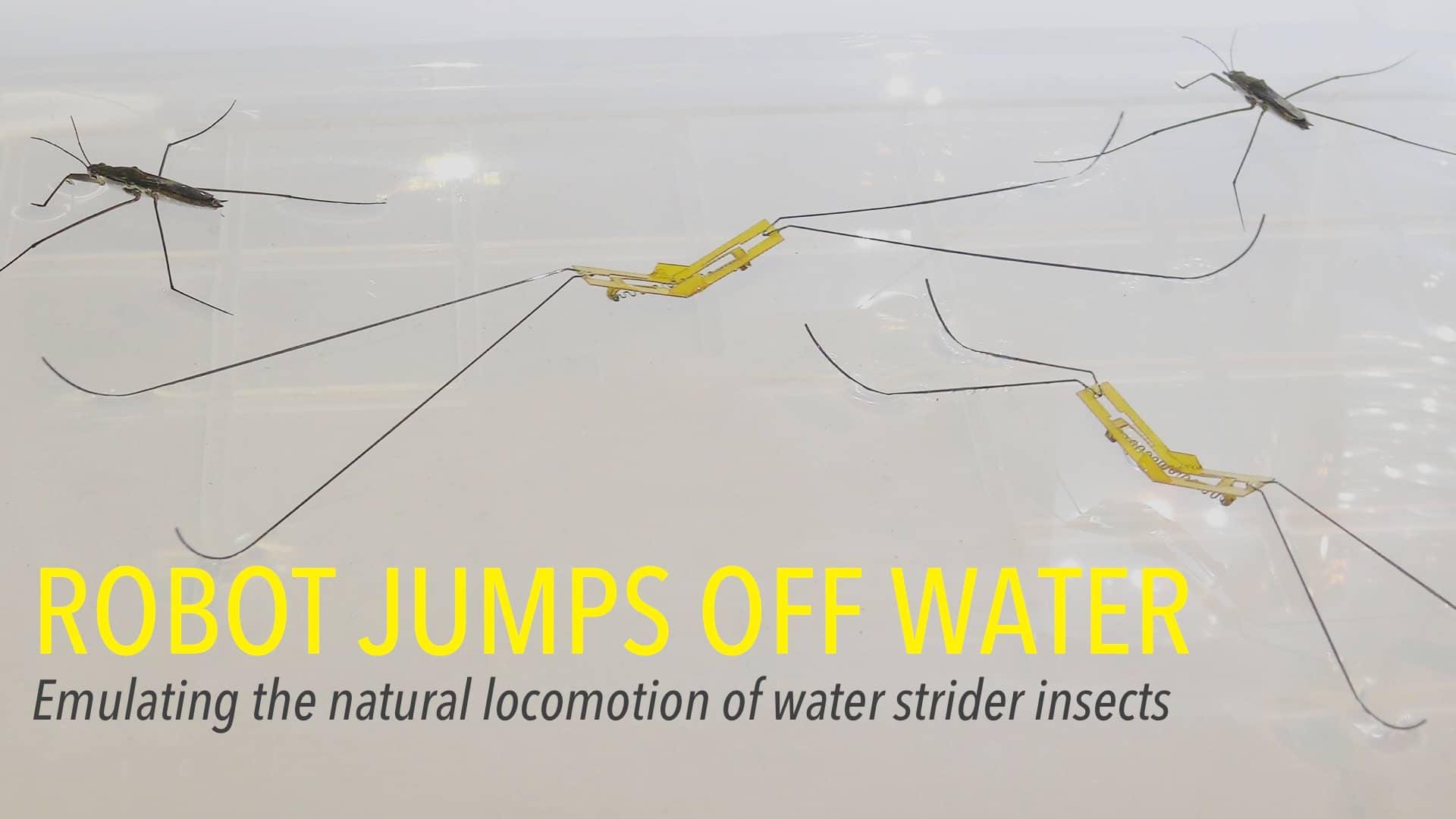 Jumping on Water: Robotic Water Strider on Vimeo