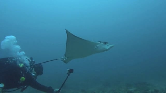 Baby eagle ray on Vimeo