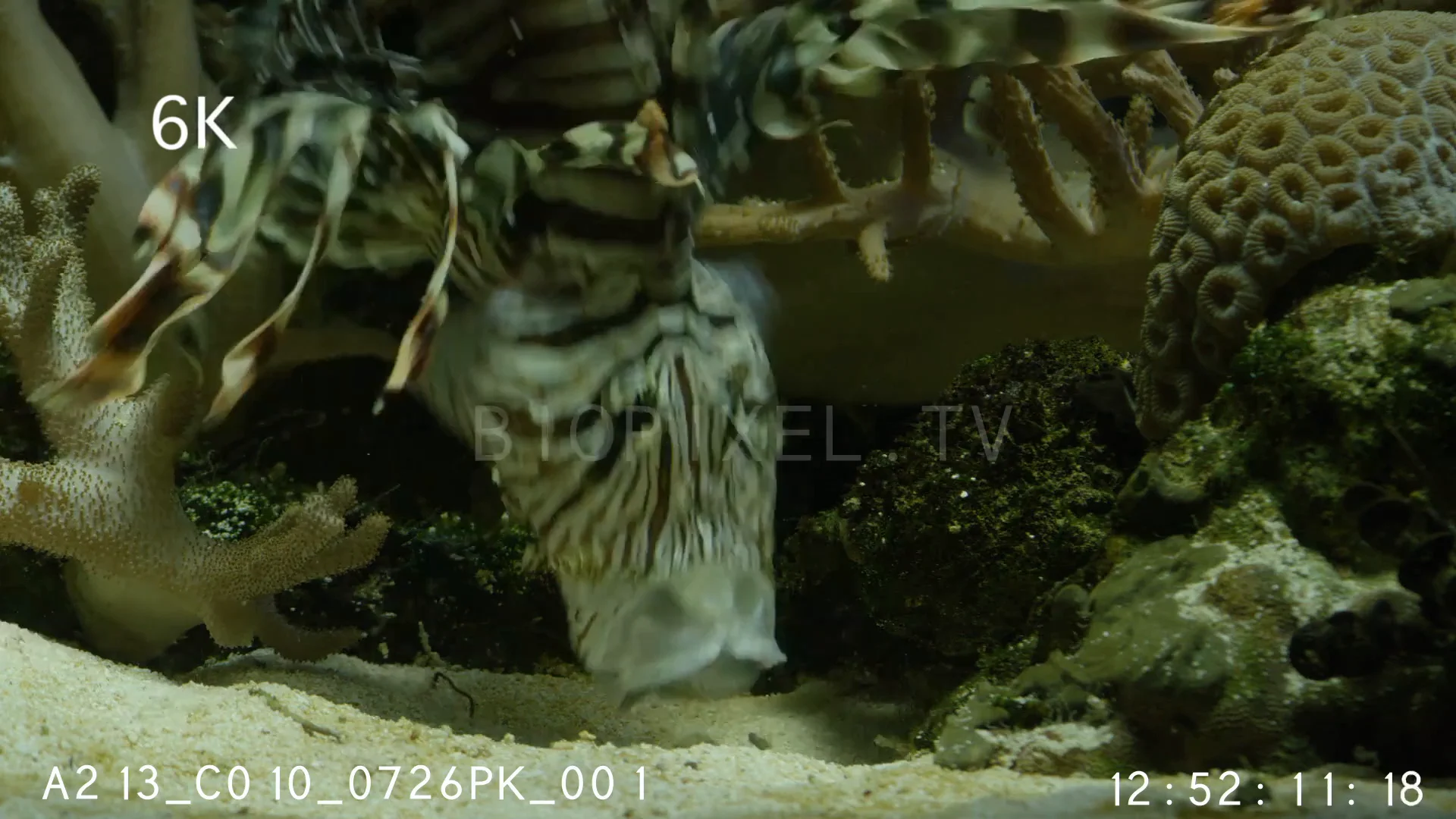 4K Fish Feeding - Lionfish feeding 6K on Vimeo