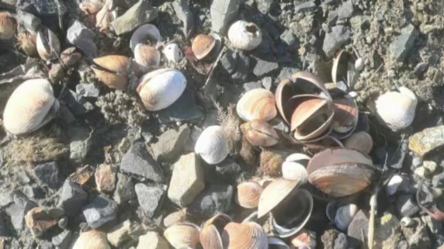 Impact of freshwater on cockles — Science Learning Hub