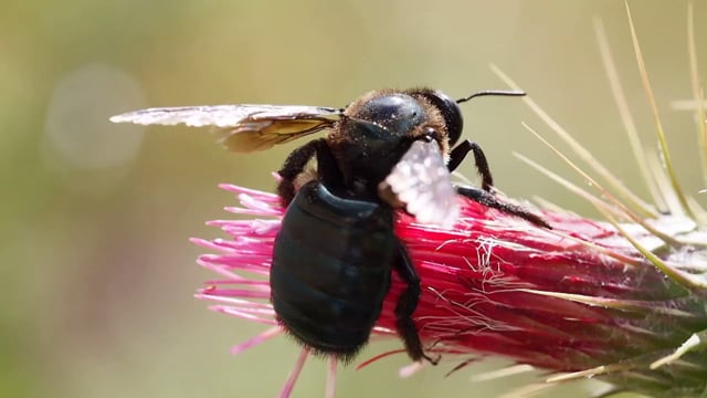 Bees Flying Videos: Download 67+ Free 4K & HD Stock Footage Clips - Pixabay
