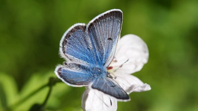 Mariposa Azul Verdosa - Free video on Pixabay - Pixabay