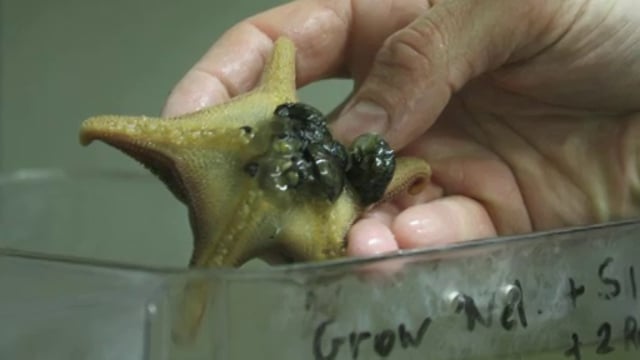 Role of starfish in the ecosystem — Science Learning Hub