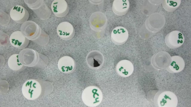 Curiosity’s role in science — Science Learning Hub