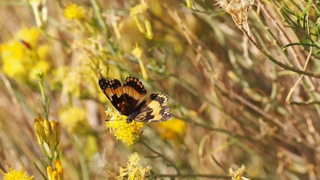 Caterpillar Crawl Upward Aerial - Free video on Pixabay