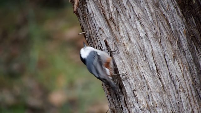 Trepador De Pecho Blanco Pájaro - Free video on Pixabay - Pixabay