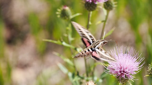 Butterfly Flying Videos: Download 40+ Free 4K & HD Stock Footage Clips ...