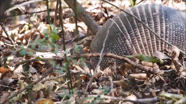 Armadillo, Animal, Armour. Free Stock Video - Pixabay