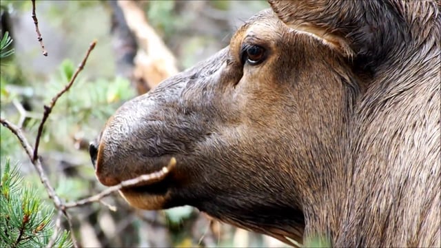 Más de 9 vídeos en HD y 4K gratis de Alce y Reno - Pixabay