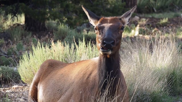Elk Animal Chewing - Free video on Pixabay