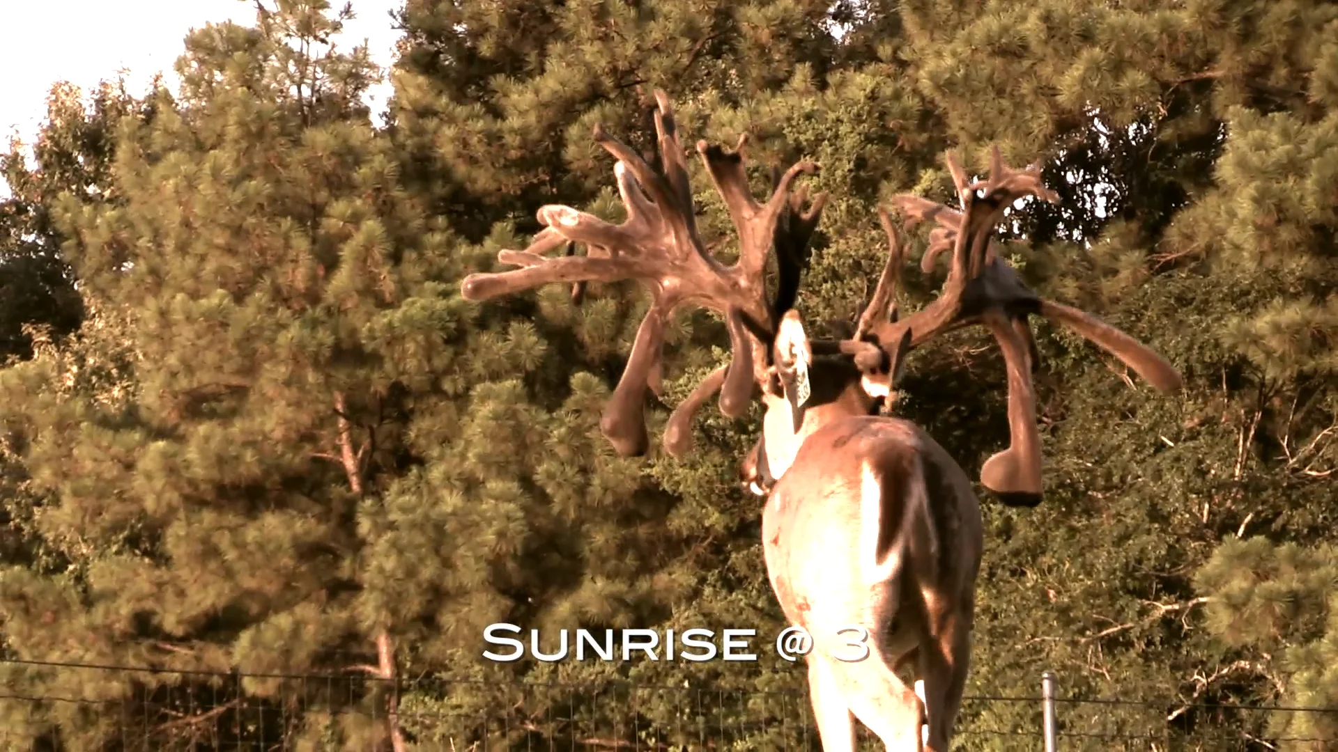 HighRoller Whitetails - Sunrise at 3 years old on Vimeo