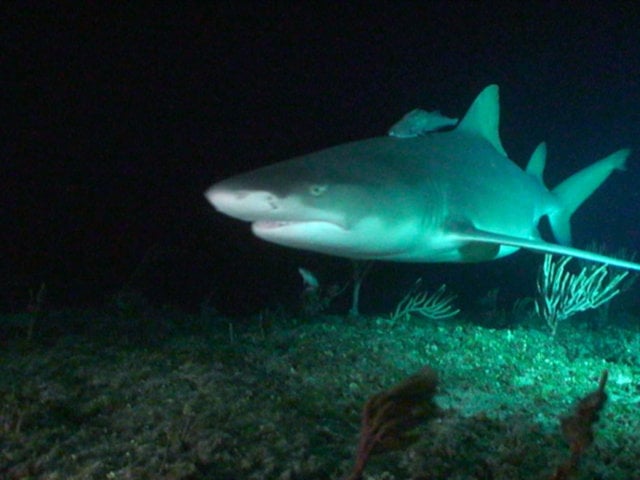 Lemon Sharks @ Night HD on Vimeo