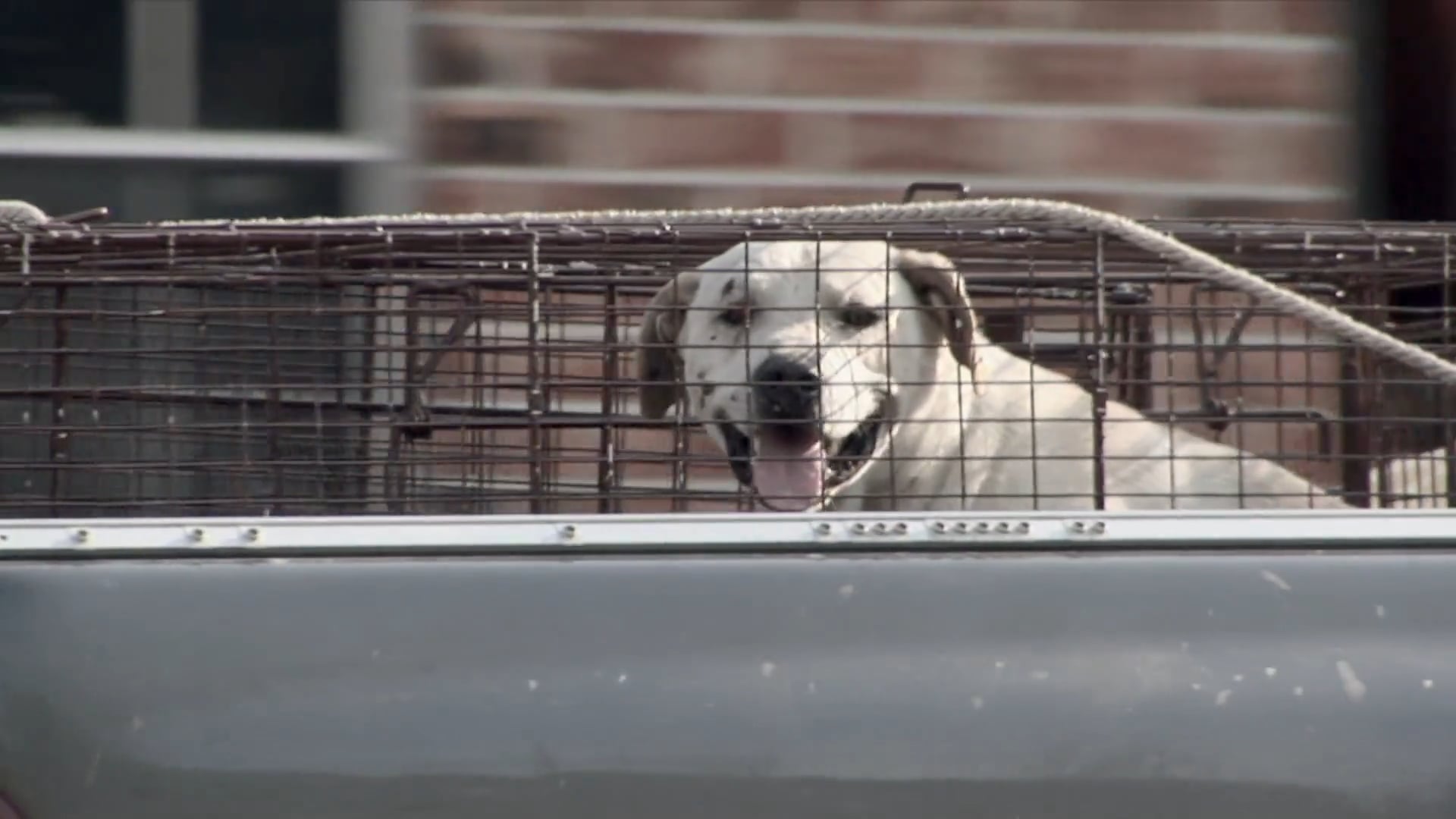 Nola Stories: Hurricane Katrina Animal Rescue - Trapping on Vimeo