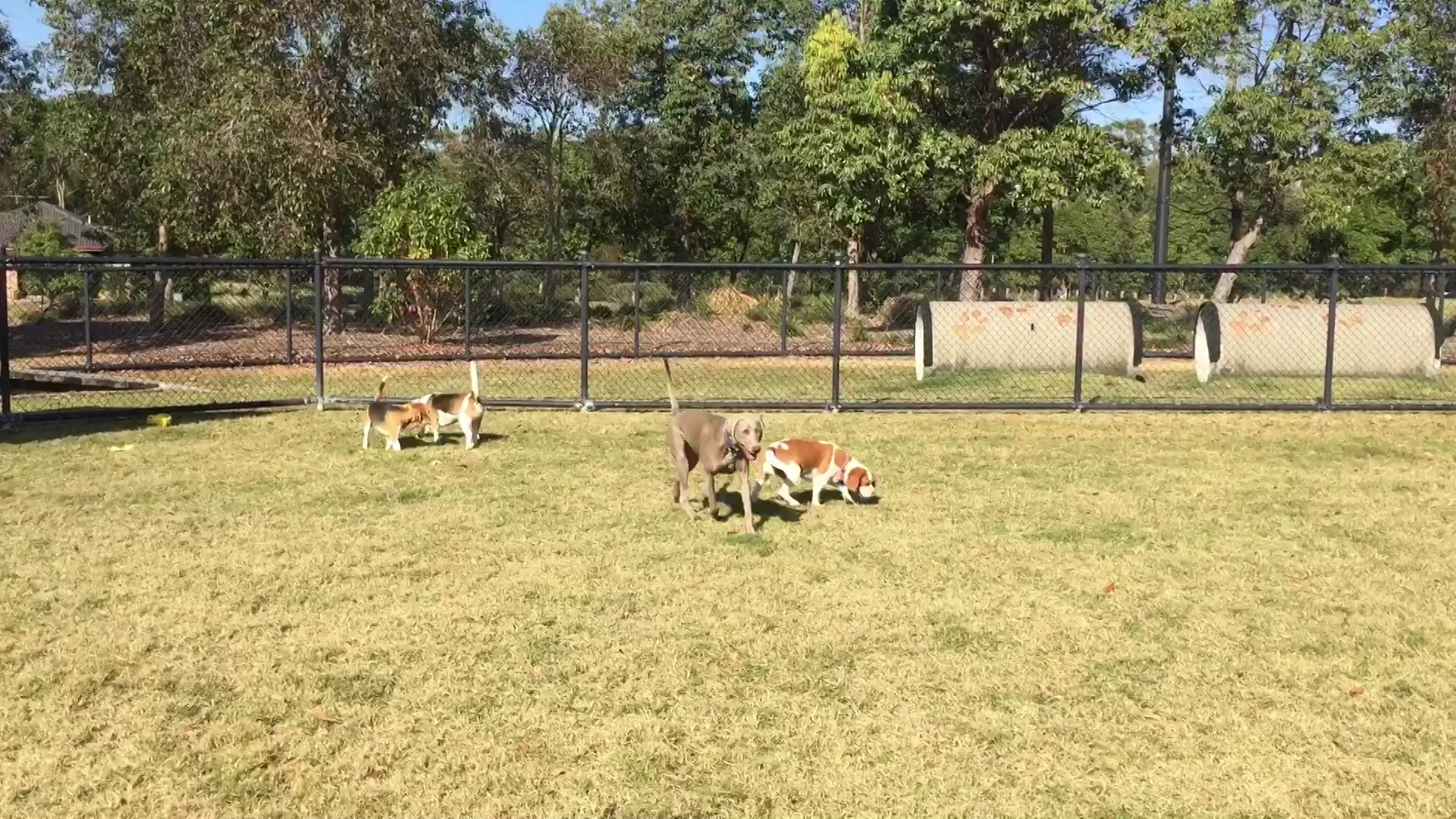 ADVENTURES with Jett, Cain, Baxter, Bella, Ellie, Thor, Murphy, Chief ...