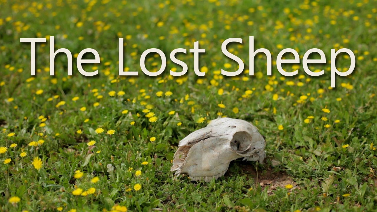 The Lost Sheep on Vimeo