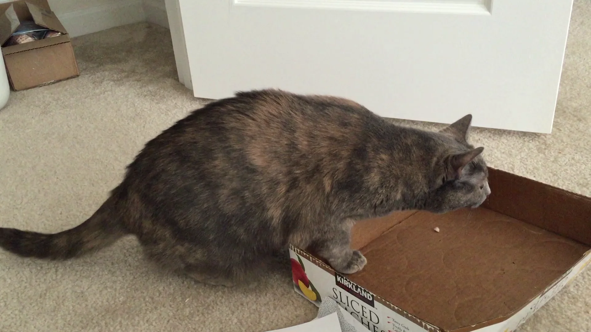 cat rearing back to pounce on Vimeo