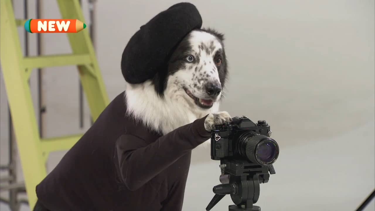 Mutt & Stuff - Picture Day Runway on Vimeo