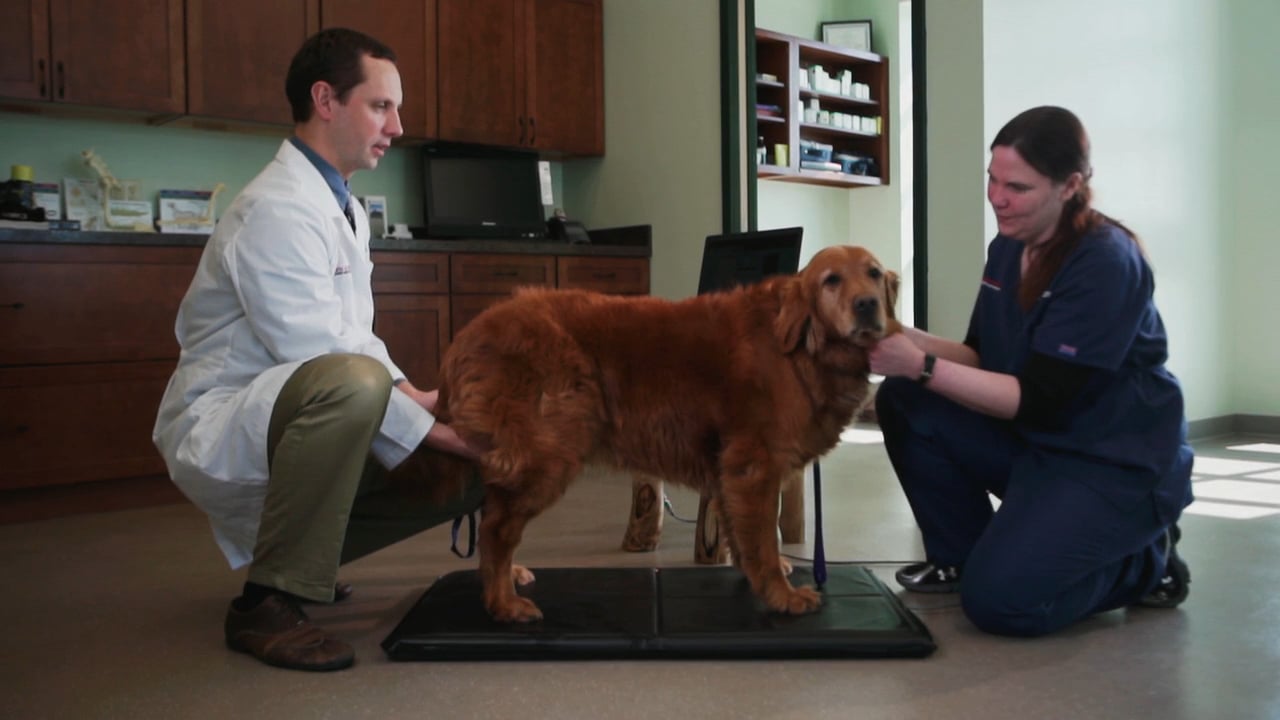 media276 | Companion Animal Health Stance Analyzer™ | Video Production ...