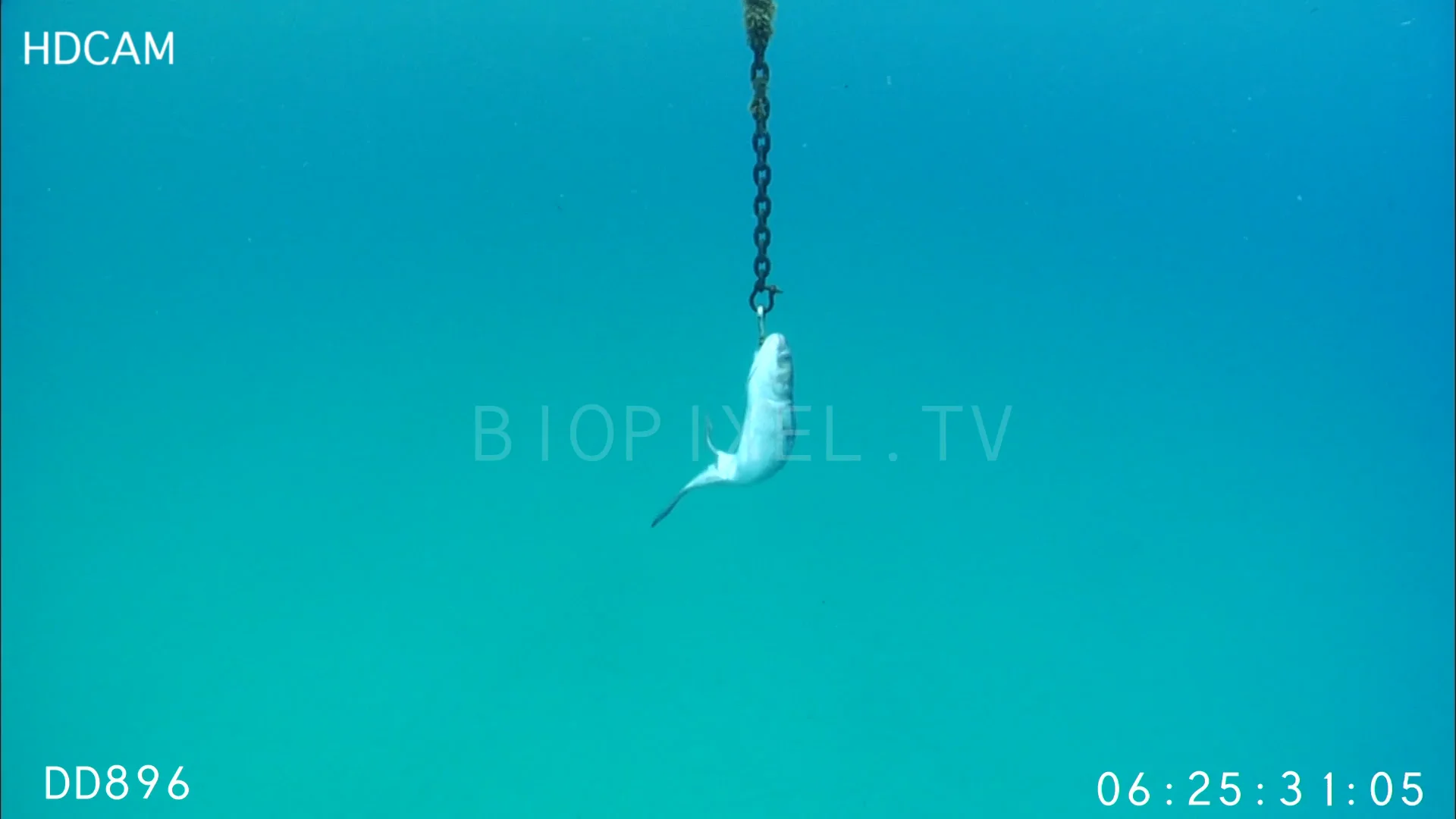 Shark Control - Shark Drumline on Vimeo