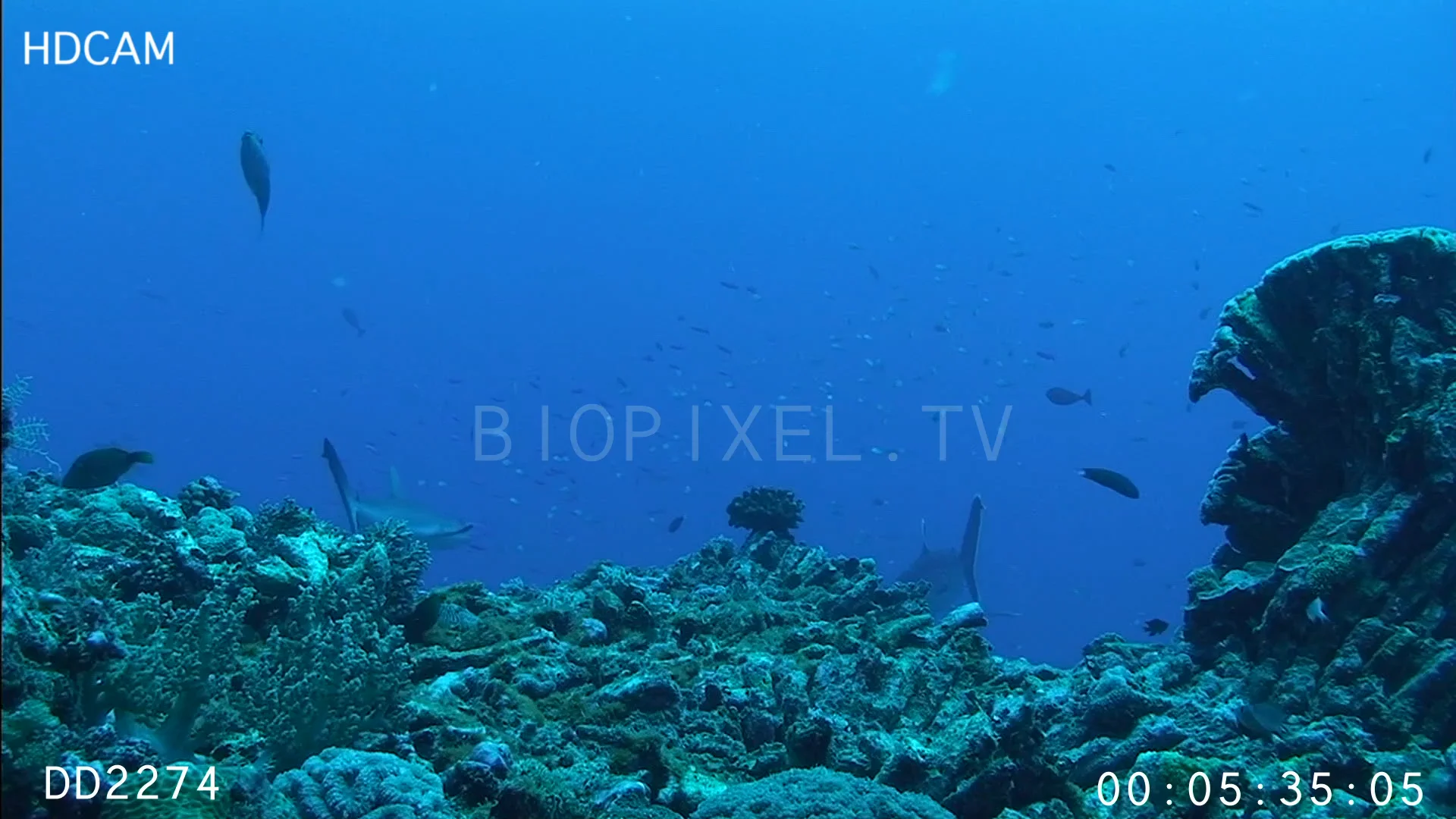 Sharks Grey Reef Shark - Cleaning station for sharks on Vimeo