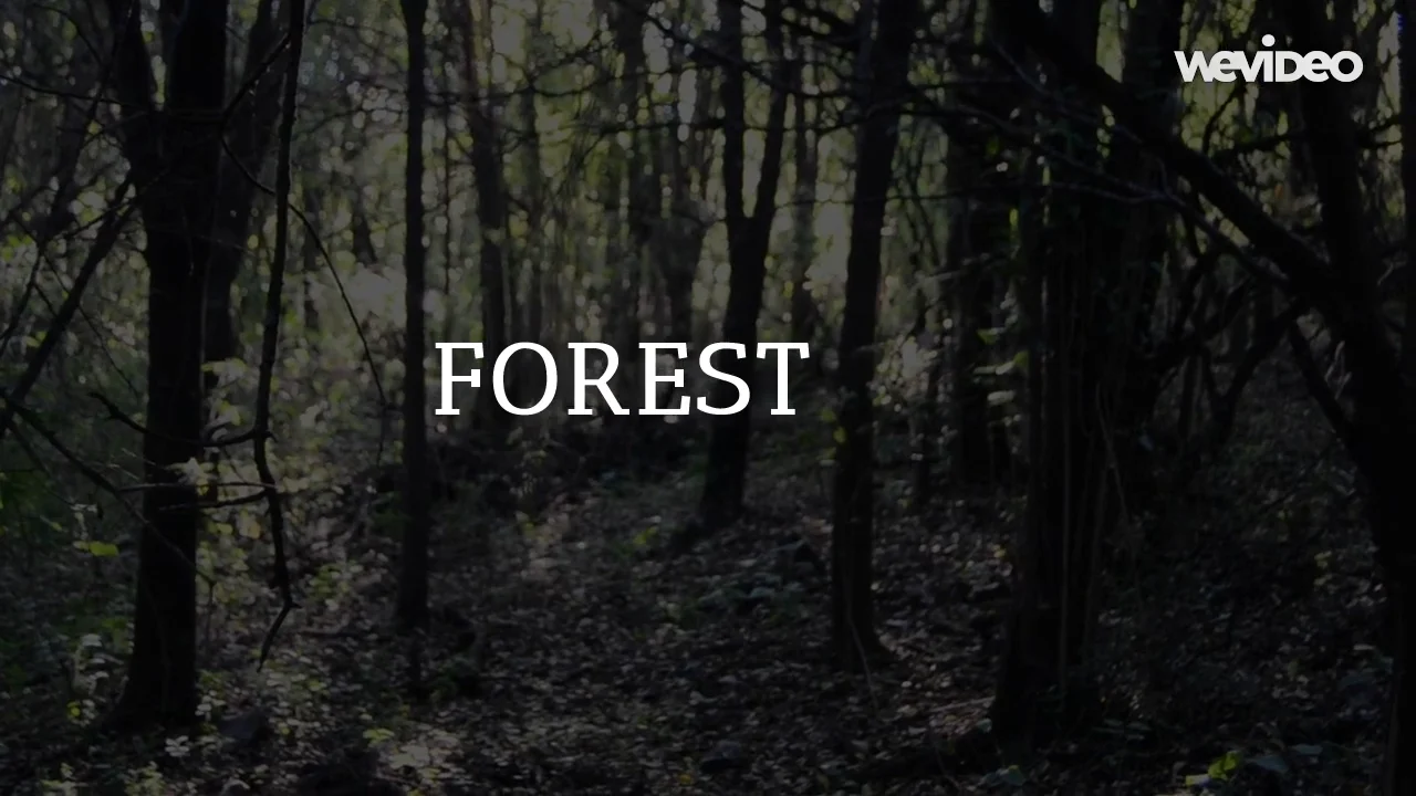 Forest on Vimeo