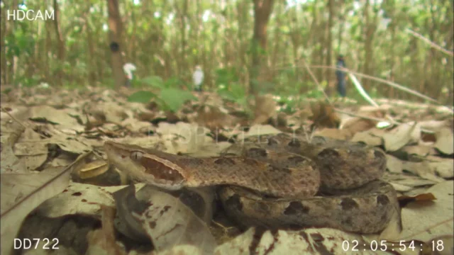 Victim - Malayan pit viper on Vimeo