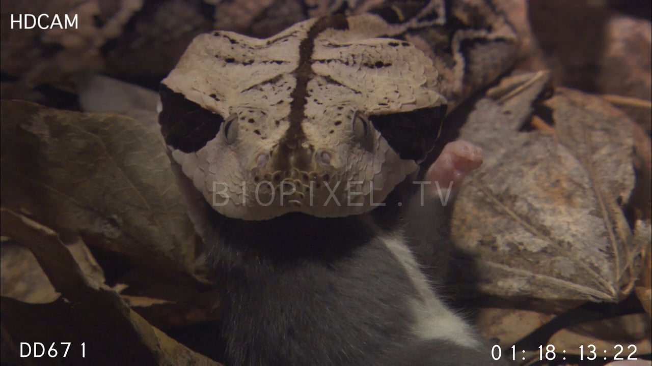 Snakes Vipers - Gaboon viper feeding on mouse on Vimeo