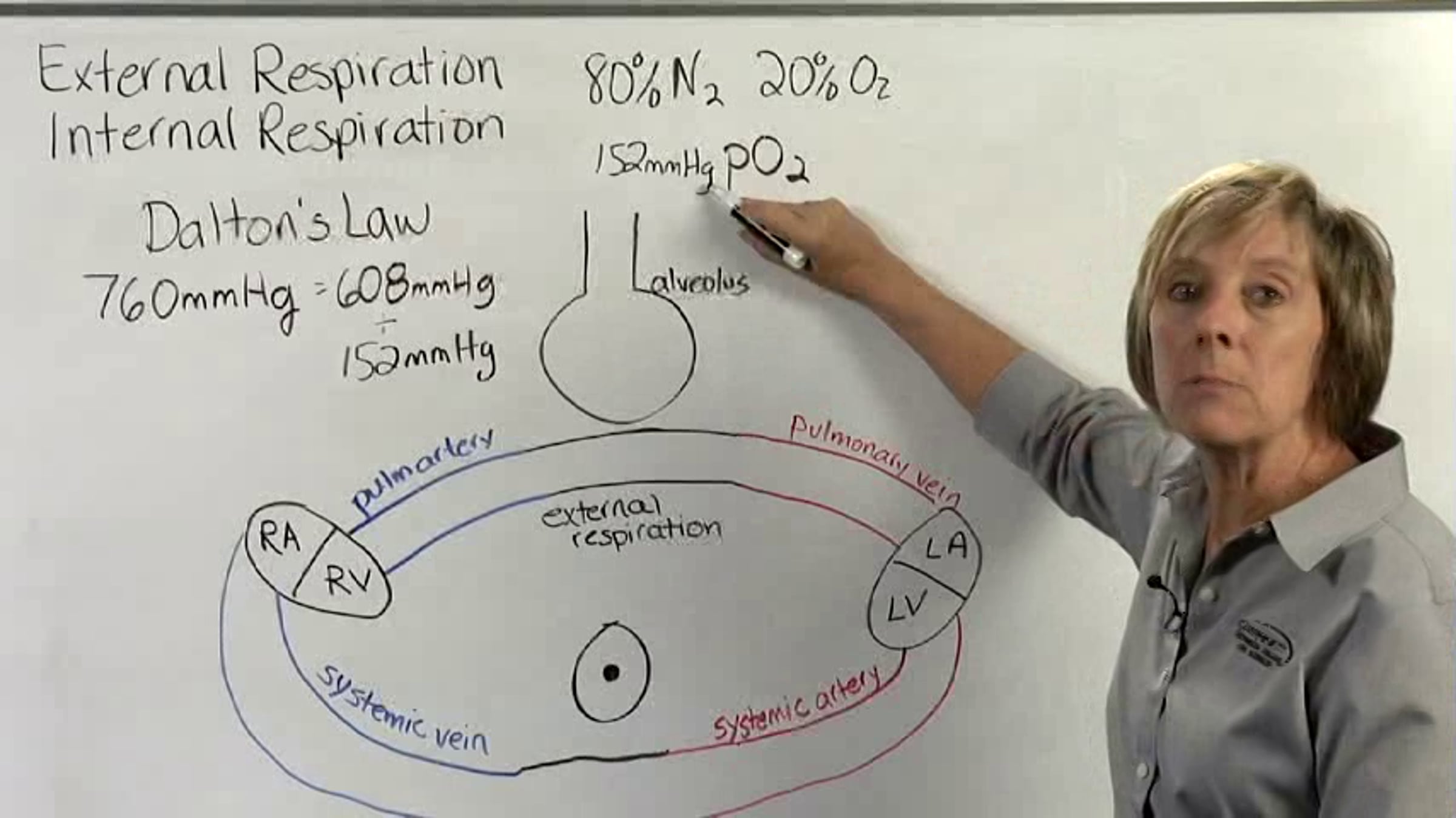 RESPIRATORY 3. External & Internal Respiration