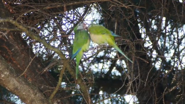 Monk Parakeets, Rome on Vimeo