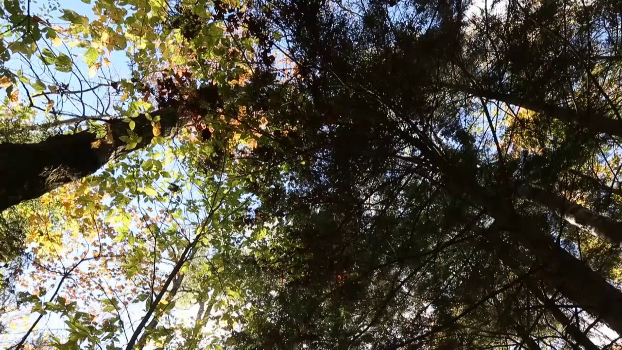 Mount Foster on Vimeo