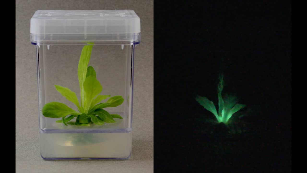 Bioglow glowing plants on Vimeo