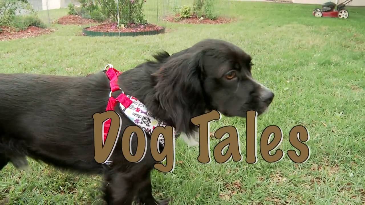 DOG TALES INTRO on Vimeo