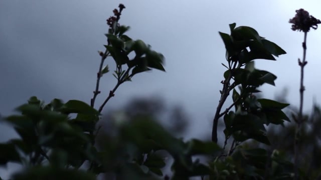 Wind Dark Tree - Free video on Pixabay