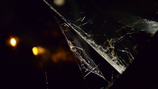Spider Web Videos: Download 235+ Free 4K & HD Stock Footage Clips - Pixabay