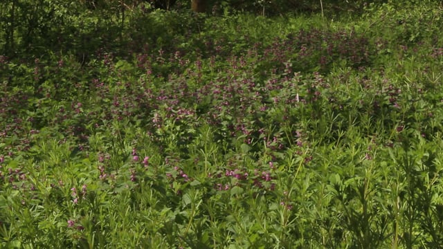 Bushes Wind Windy Ground - Free video on Pixabay