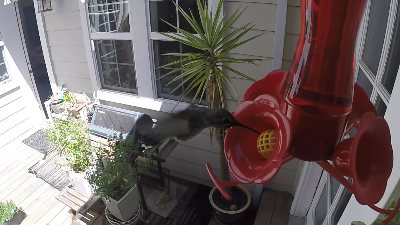 hummingbird spy-cam 2